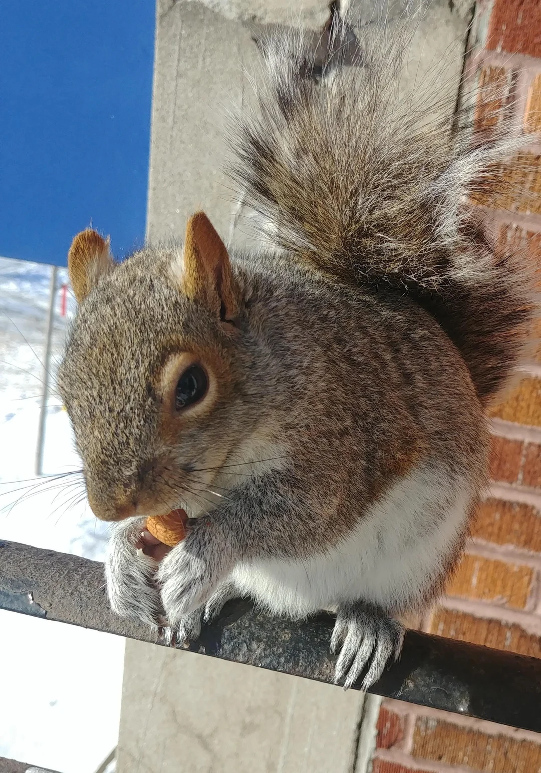 Steve the squirrel | Scrolller