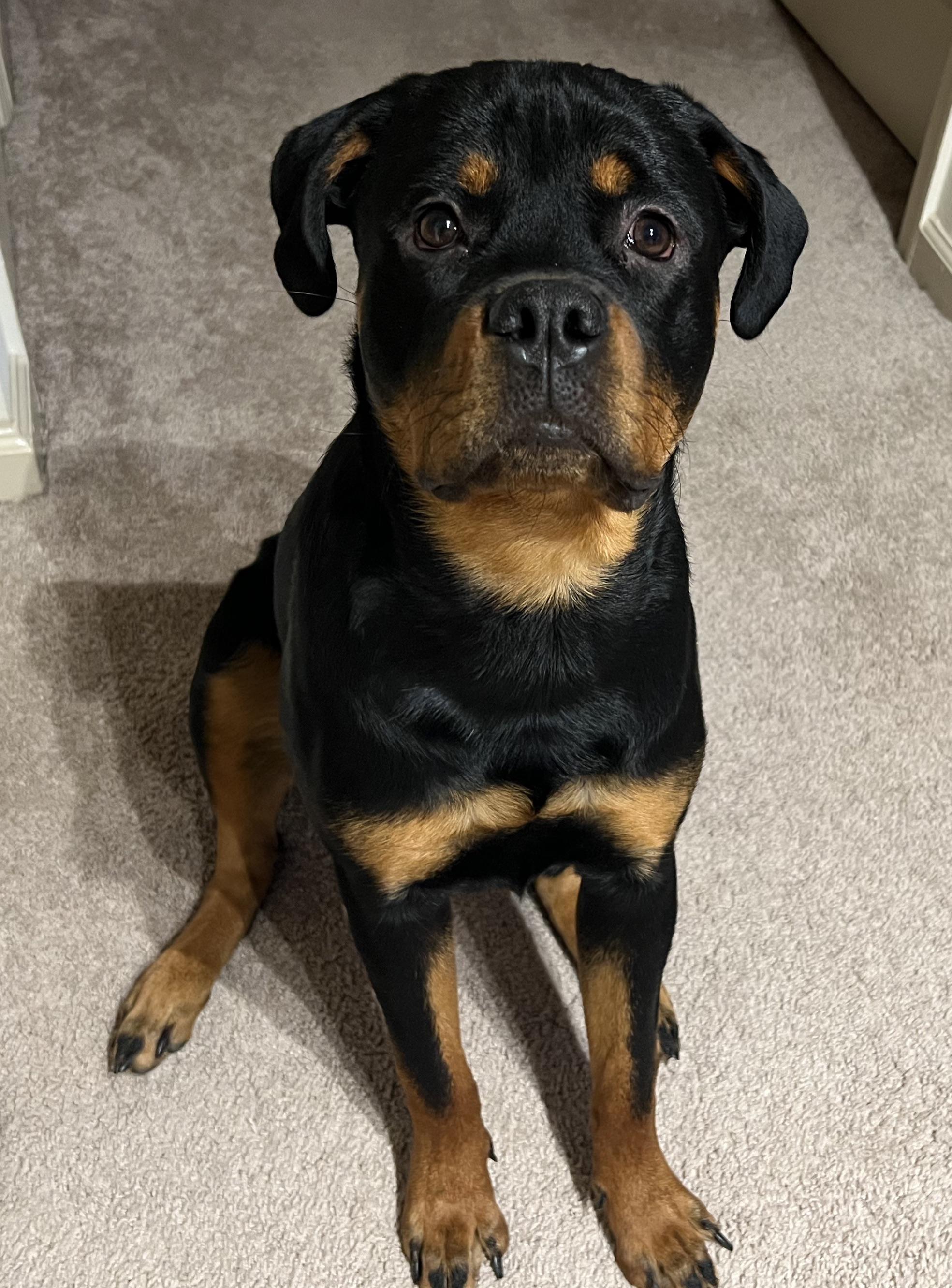 I’ve wanted one since I was six (34 now). Meet Ruby! | Scrolller