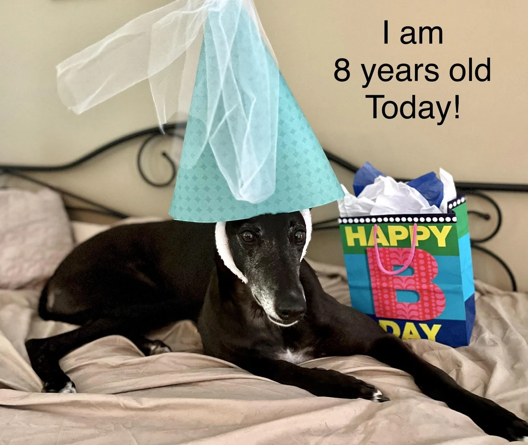 It’s a Gr8 Bithday | Scrolller