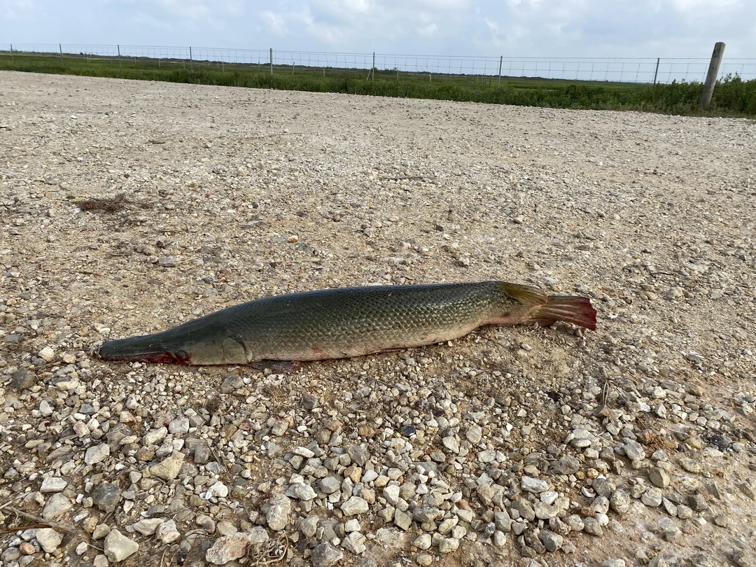 Alligator gar | Scrolller