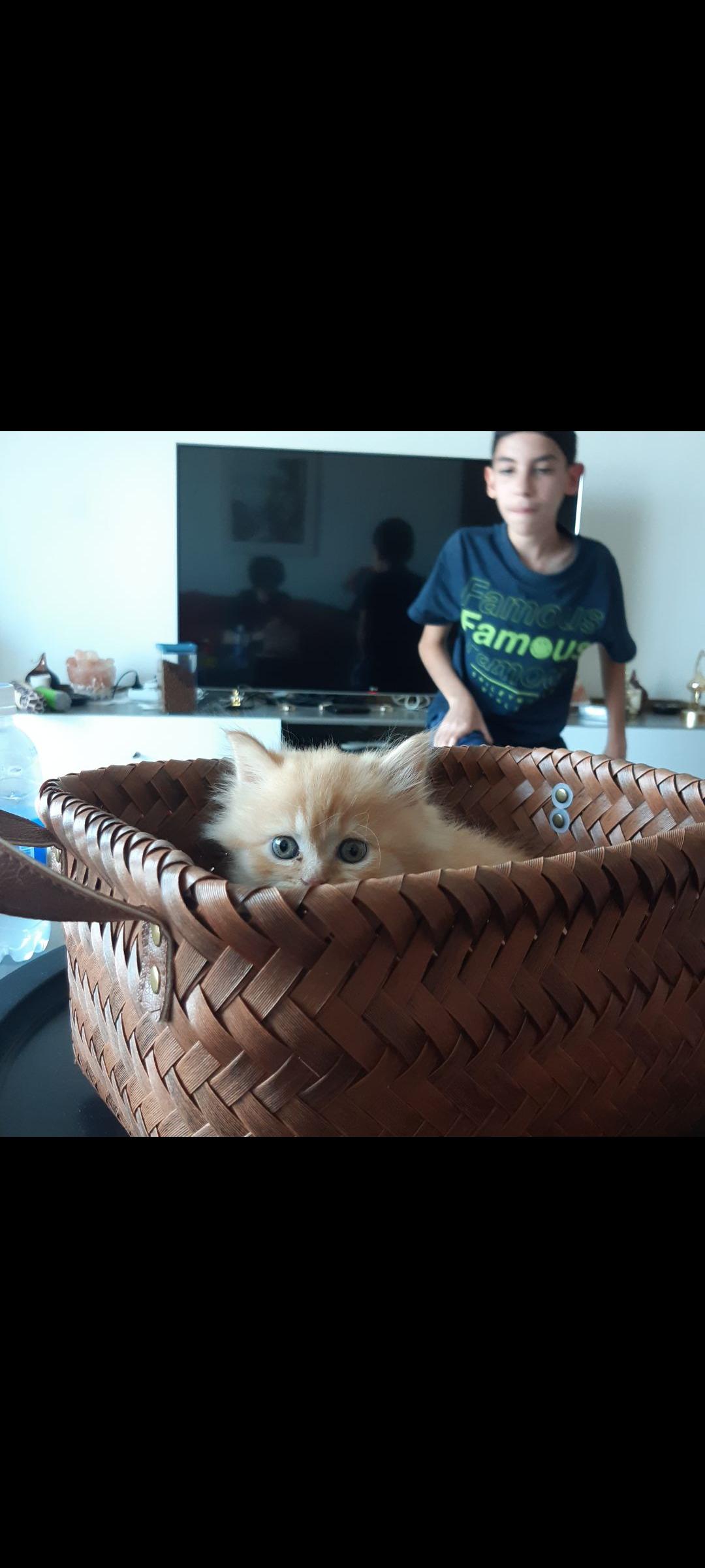 Lion in a basket | Scrolller