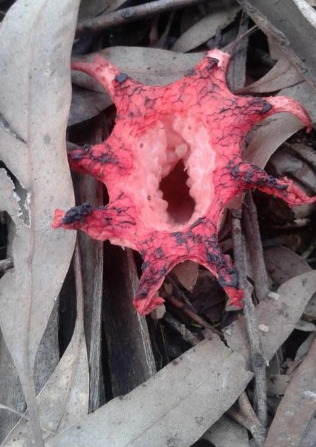 Whatever the hell this is. | Scrolller