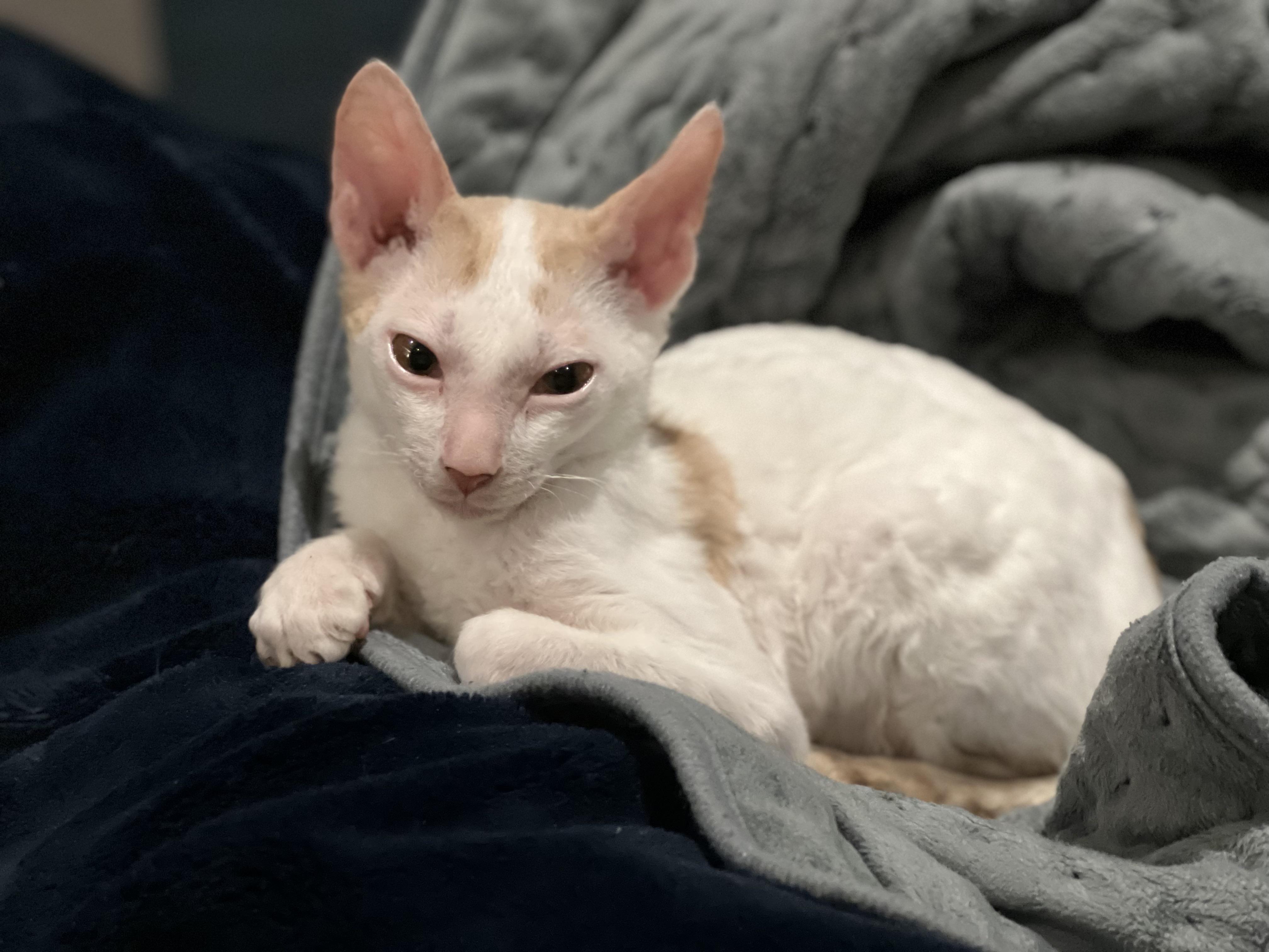 Meet Loki :] | Scrolller