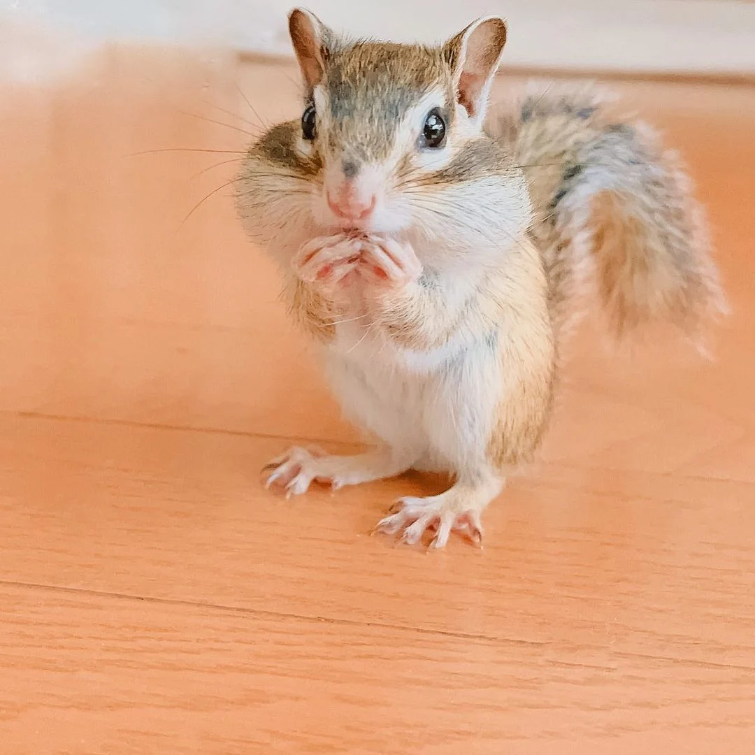 Discover more like Squirrels: Cute! and Related Content | Scrolller