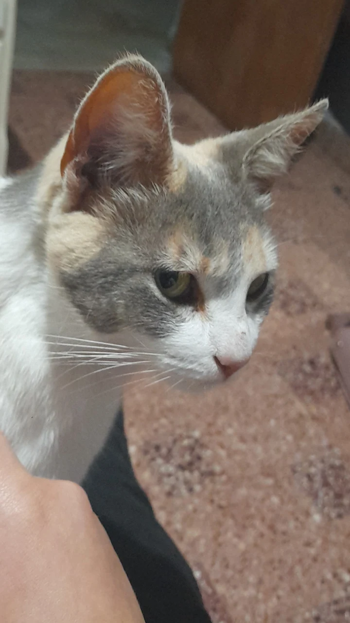 Discover more like CatSlaps: Side eyes👀 and Related Content | Scrolller