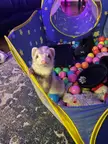 The good Sir enjoying his ball pit | Scrolller