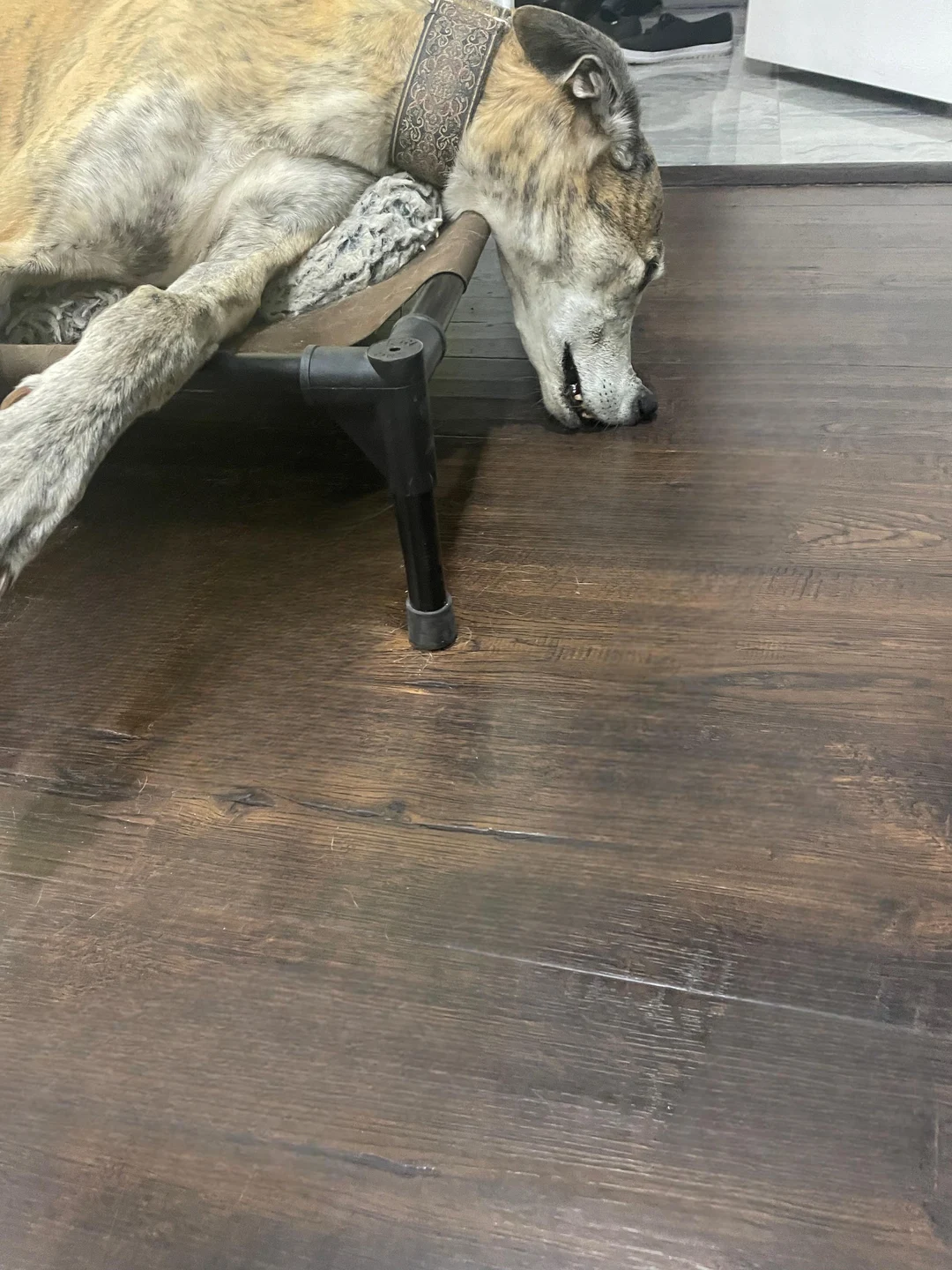 Hard pressed nose | Scrolller