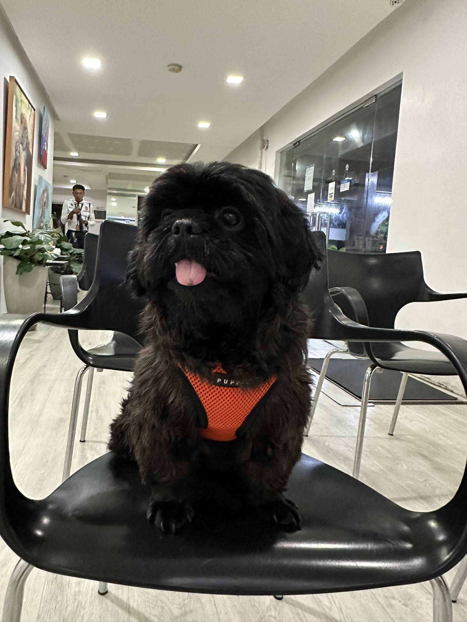 Our new rescue glowing up | Scrolller