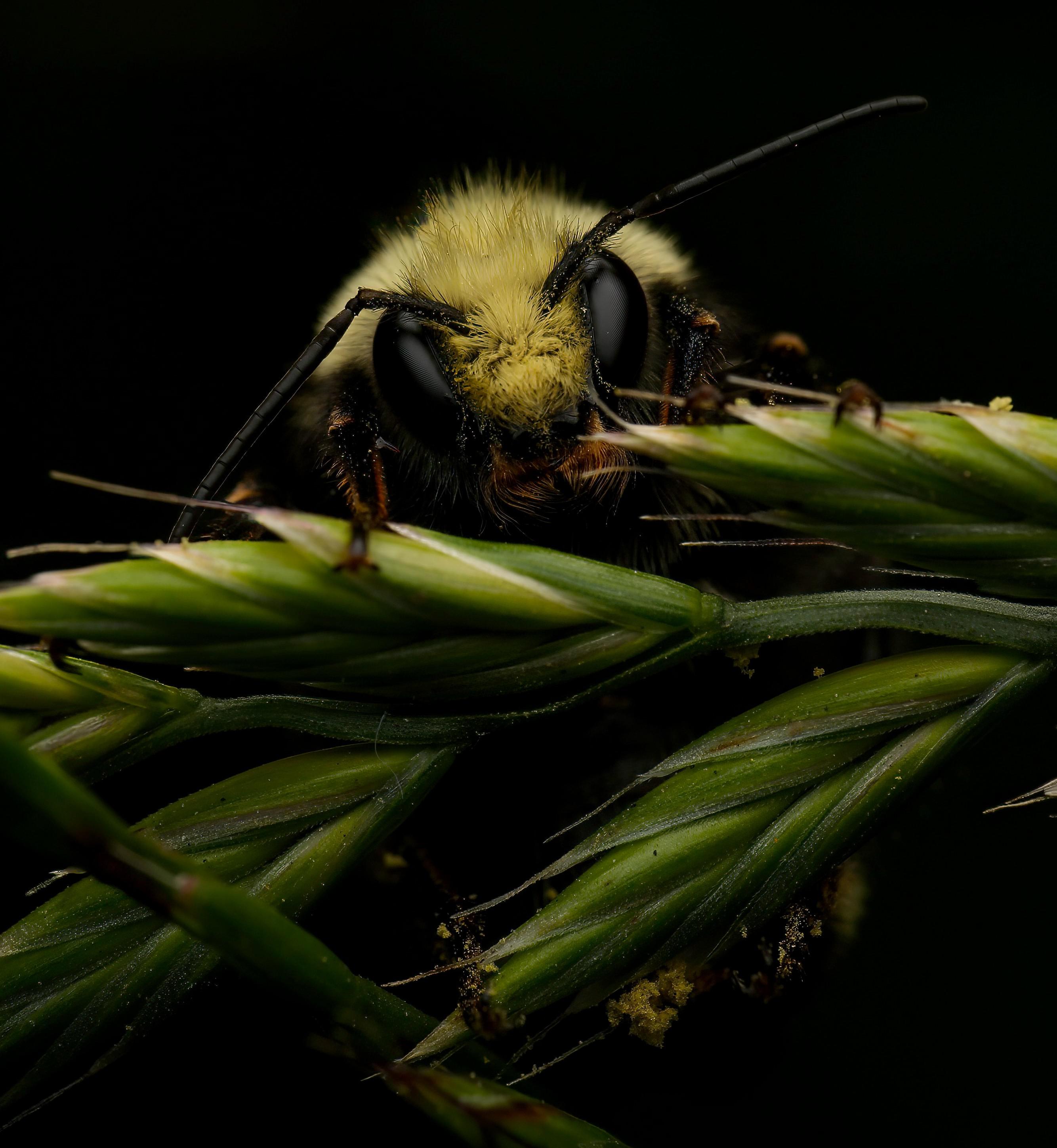 A small bumblebee rests by holding onto a grain of grass in San Francisco. | Scrolller