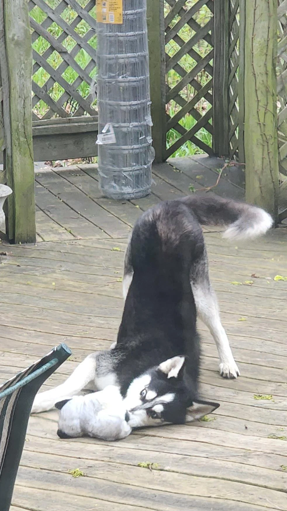 Meet Hudson, our 4th husky. | Scrolller