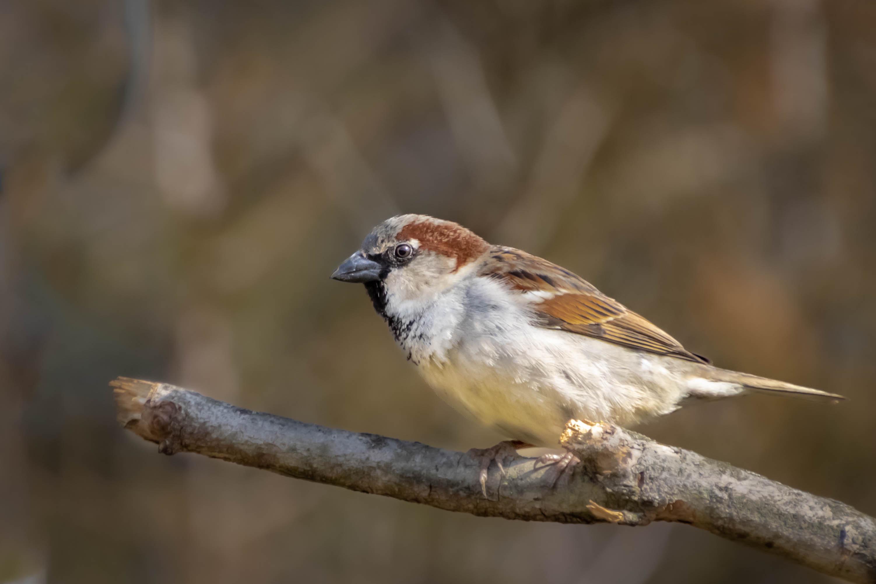 Is this a sparrow? | Scrolller