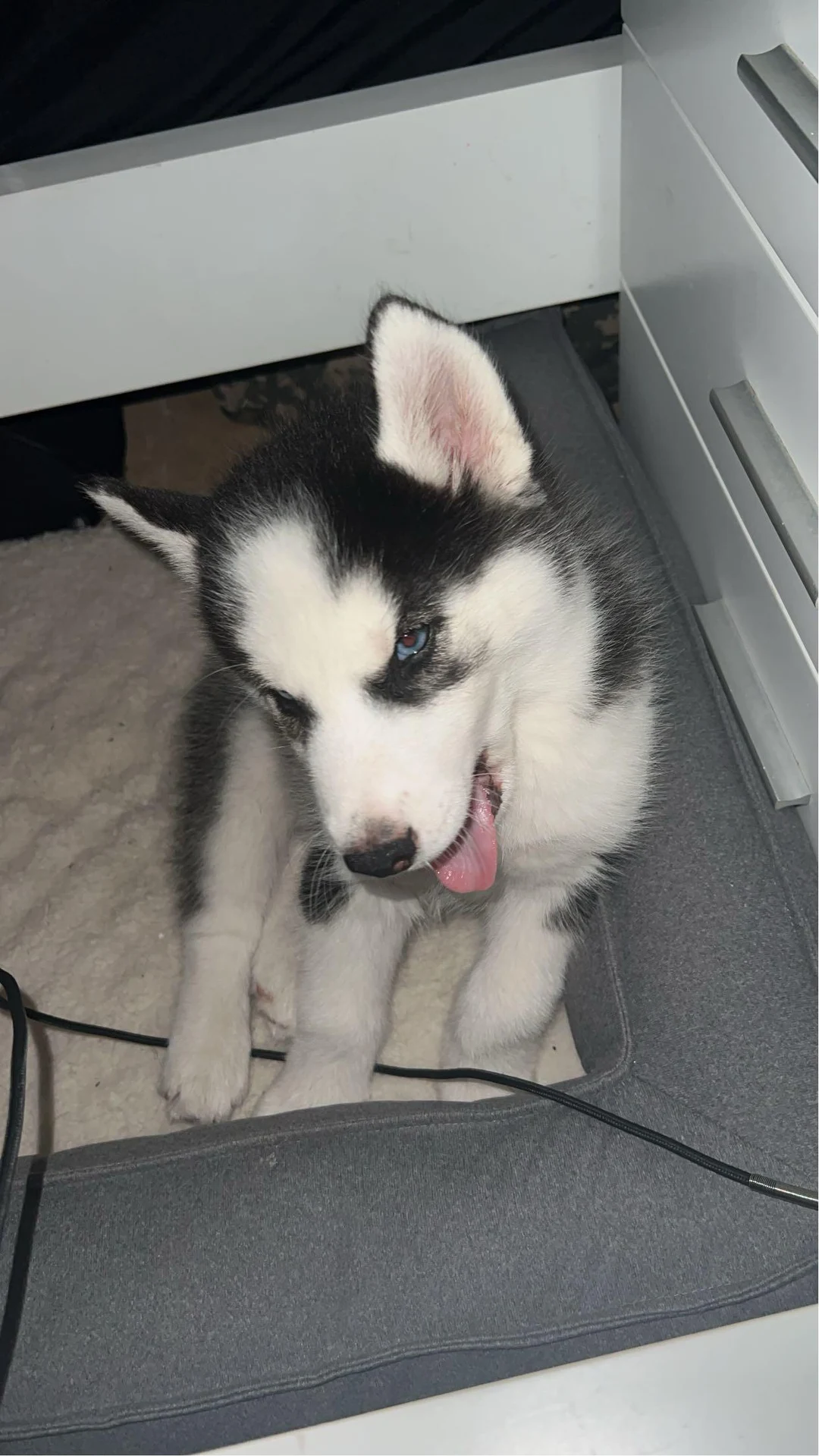 Help potty train a puppy | Scrolller