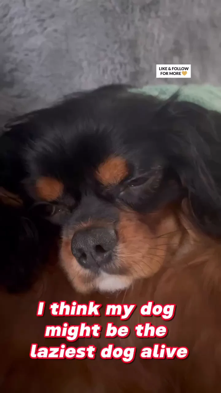 😁POV:Prove Me Wrong..🐶🐾🐾 | Scrolller