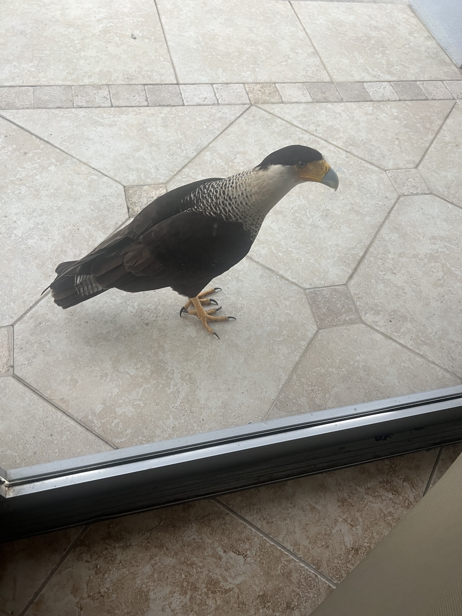 Is this a Sea Eagle? | Scrolller