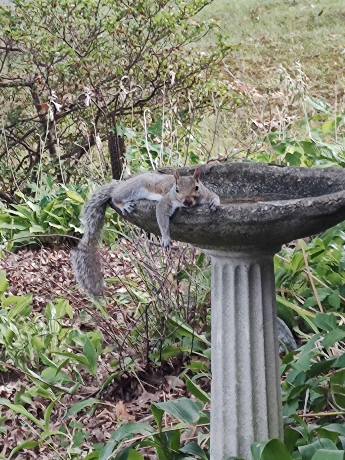 Sploot!!! | Scrolller