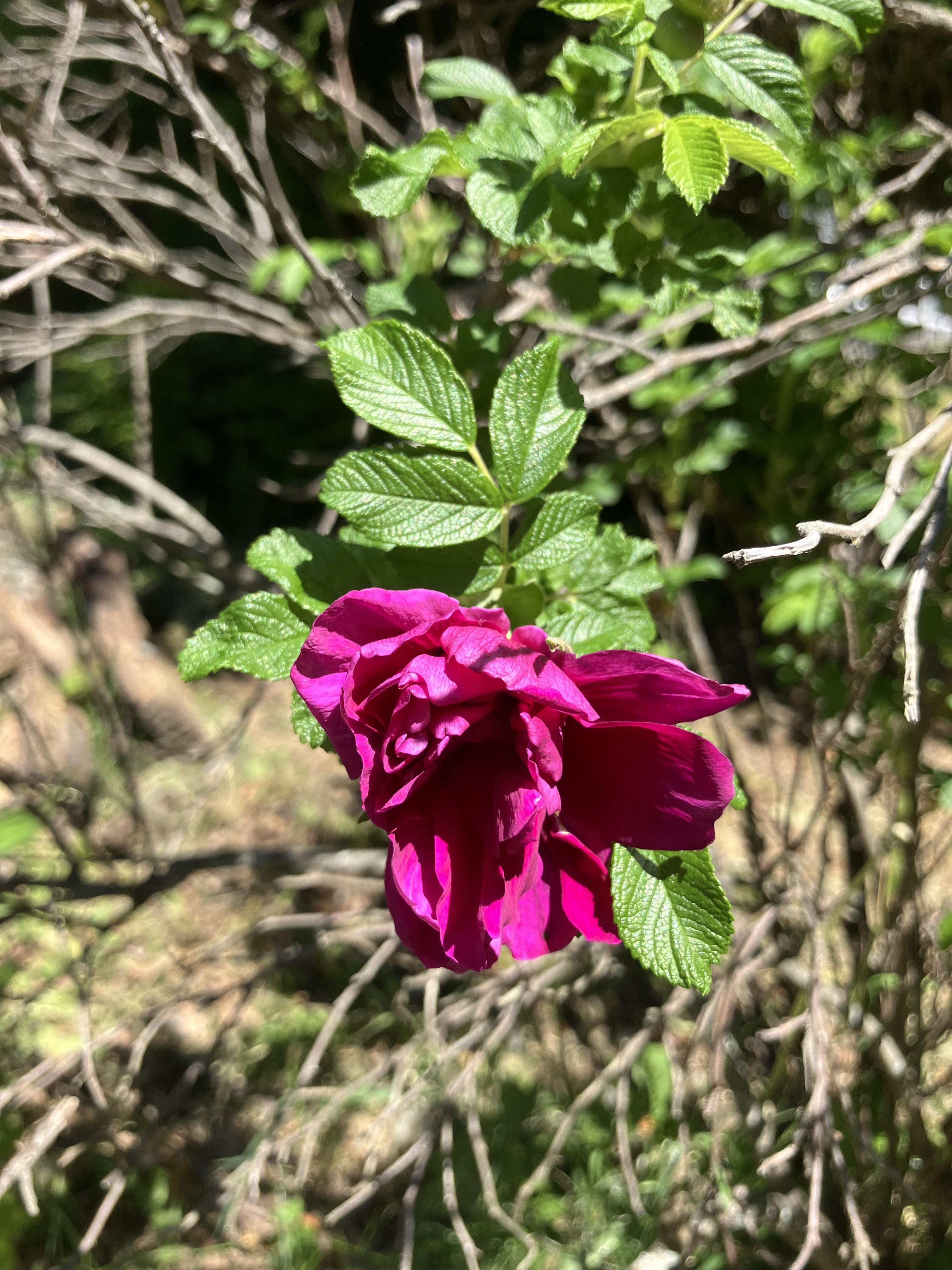 Growing in my yard | Scrolller