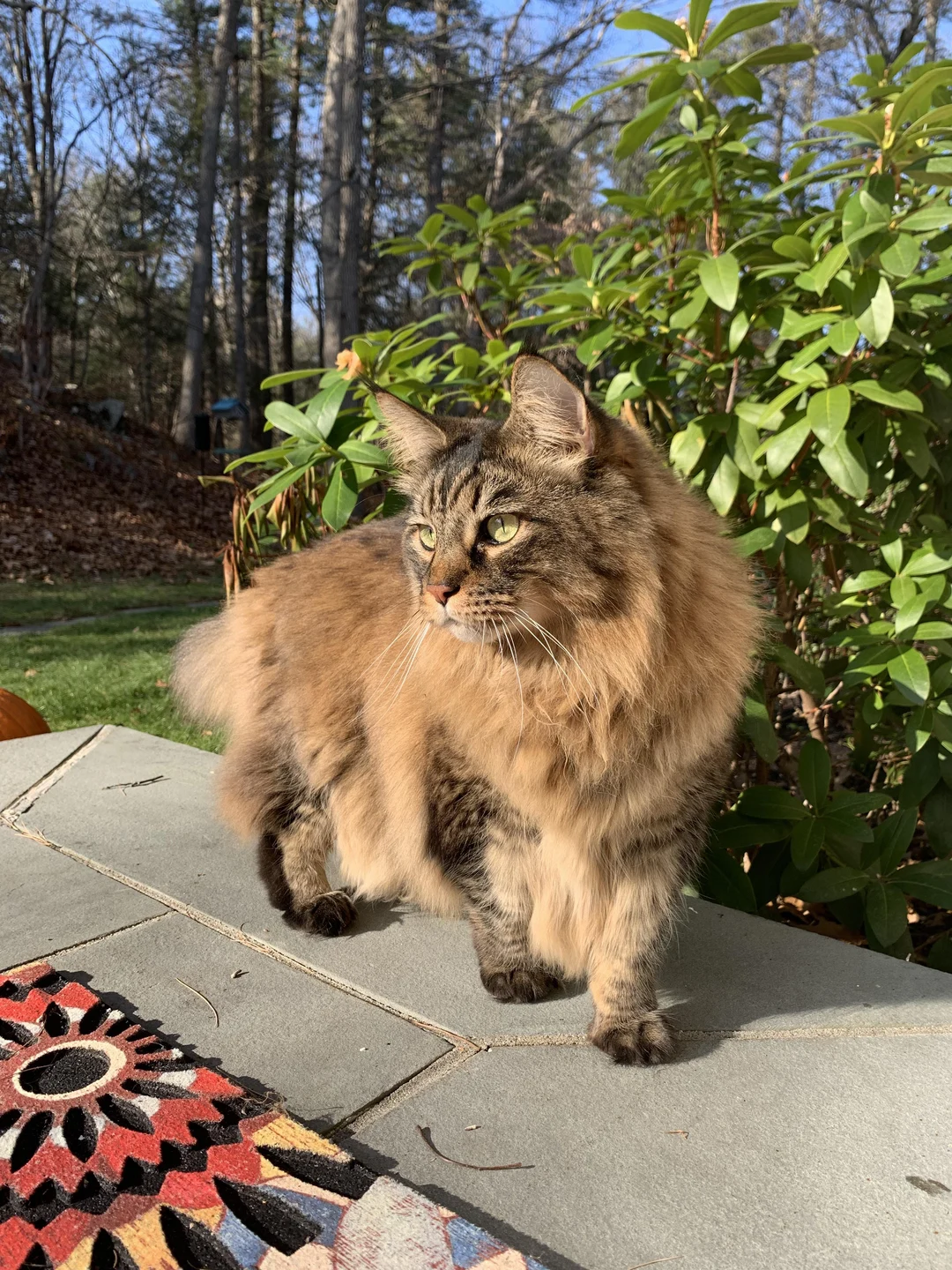 Leo during his supervised outdoor time | Scrolller