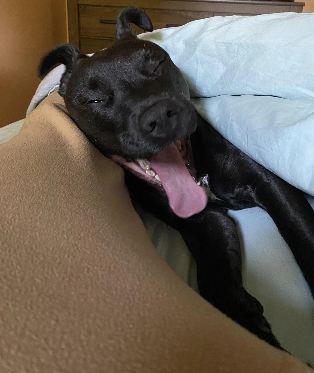 Caught her mid-yawn waking up between my legs | Scrolller