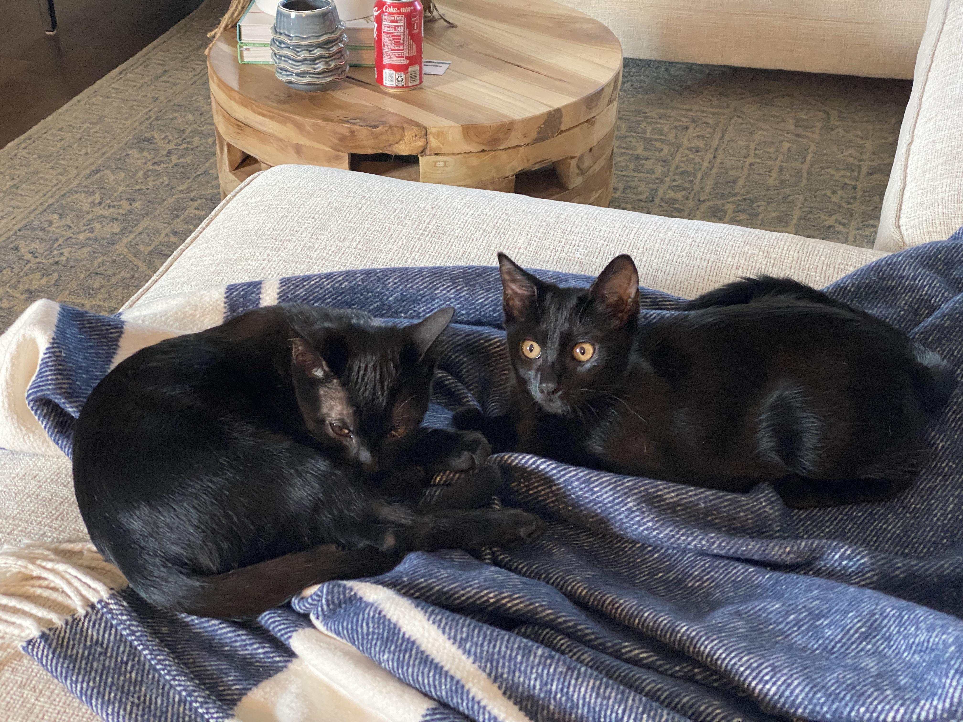 Sweet little void babies | Scrolller