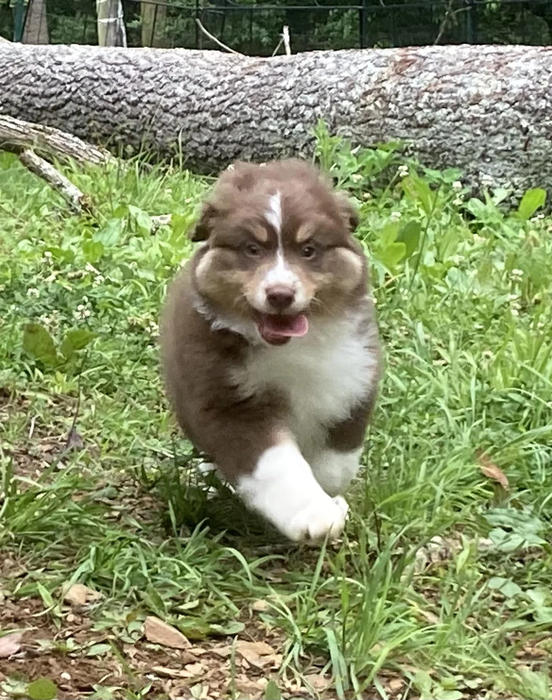 Full speed derp | Scrolller