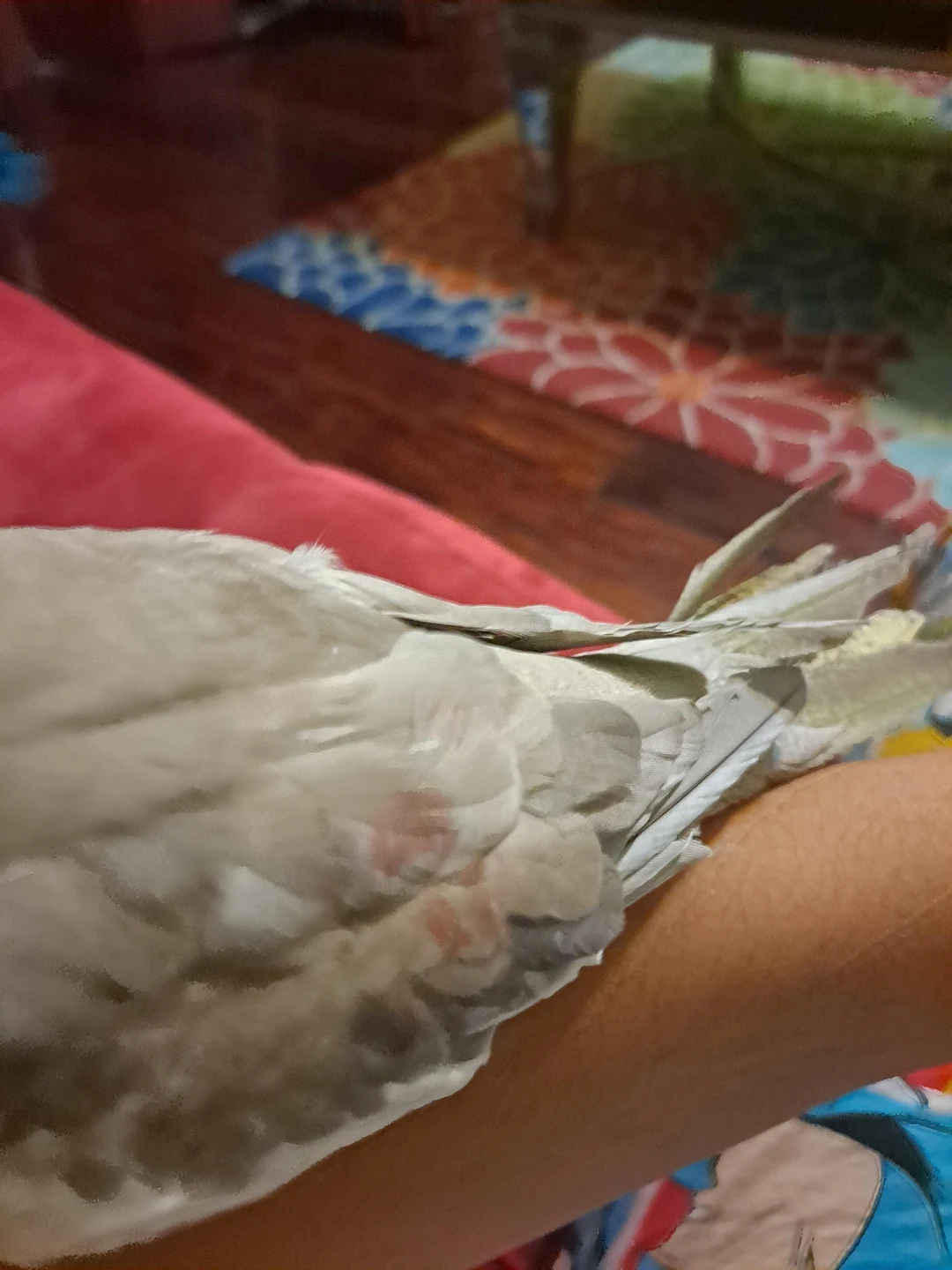 Are these blood feathers? | Scrolller