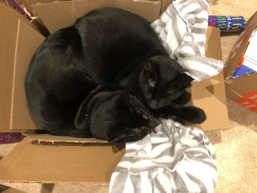 Double threat! | Scrolller