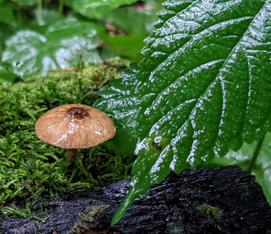 I love to photograph mushrooms when it's raining | Scrolller
