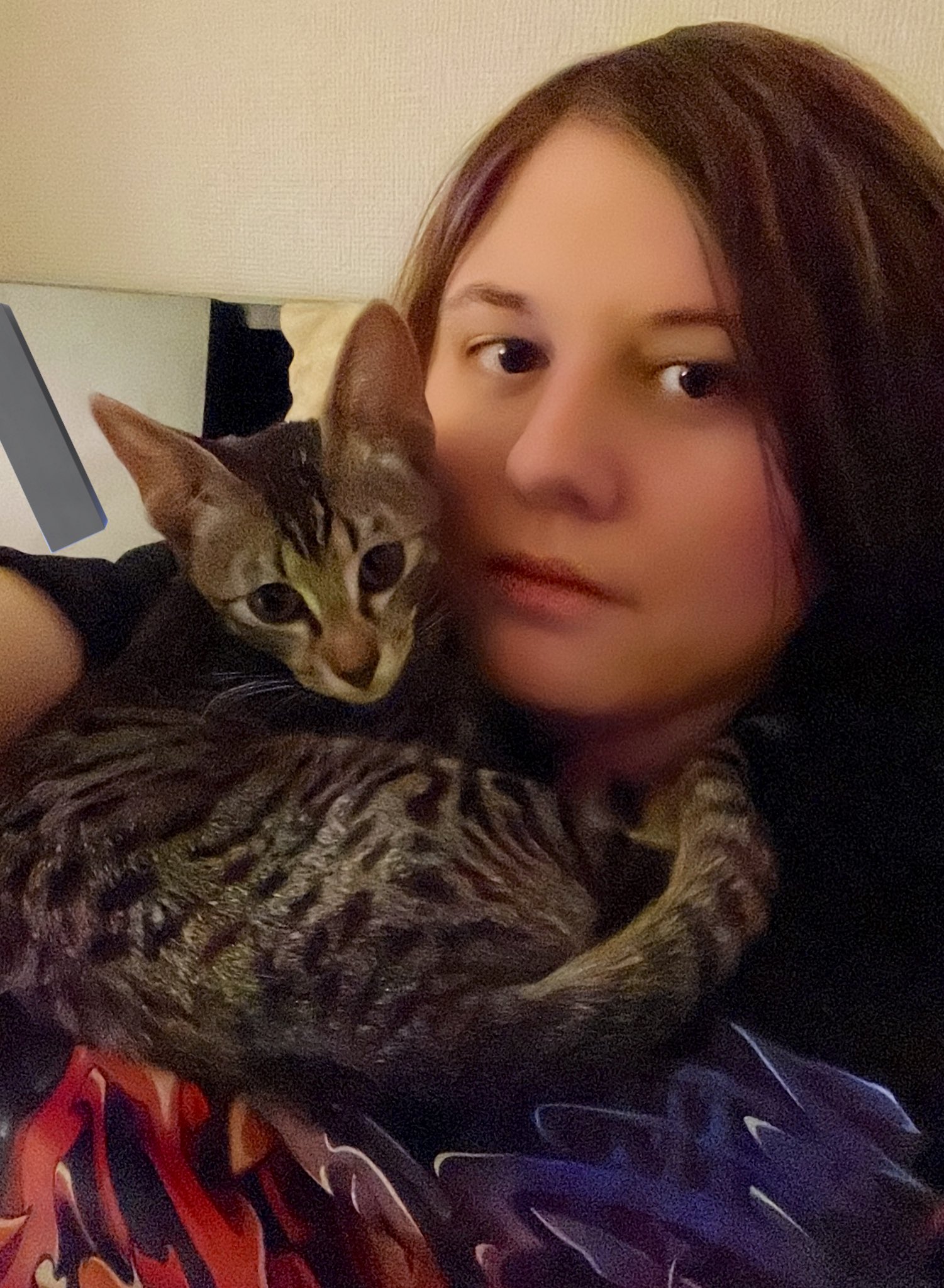 Cat has entered round mode | Scrolller