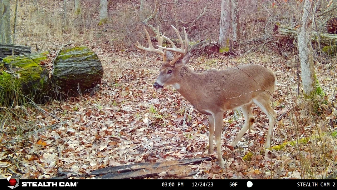 Buck I have seen around home | Scrolller