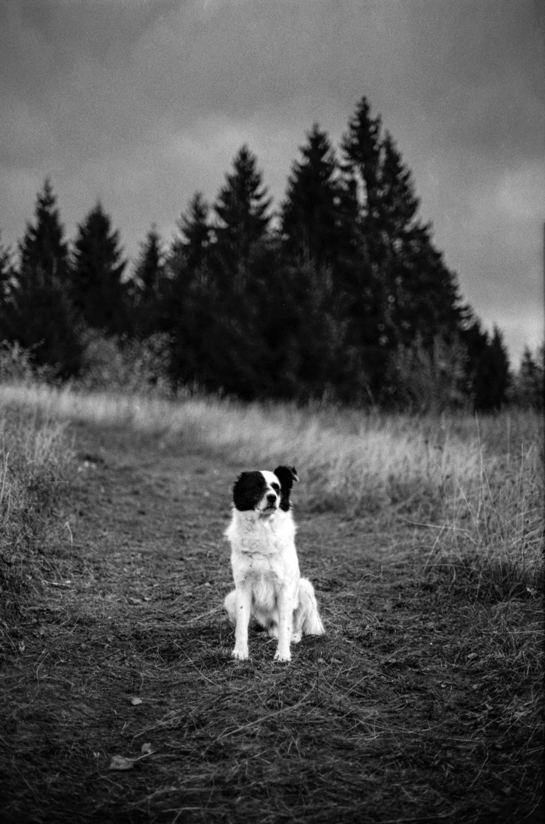 companion, me, film photography, 2022 | Scrolller