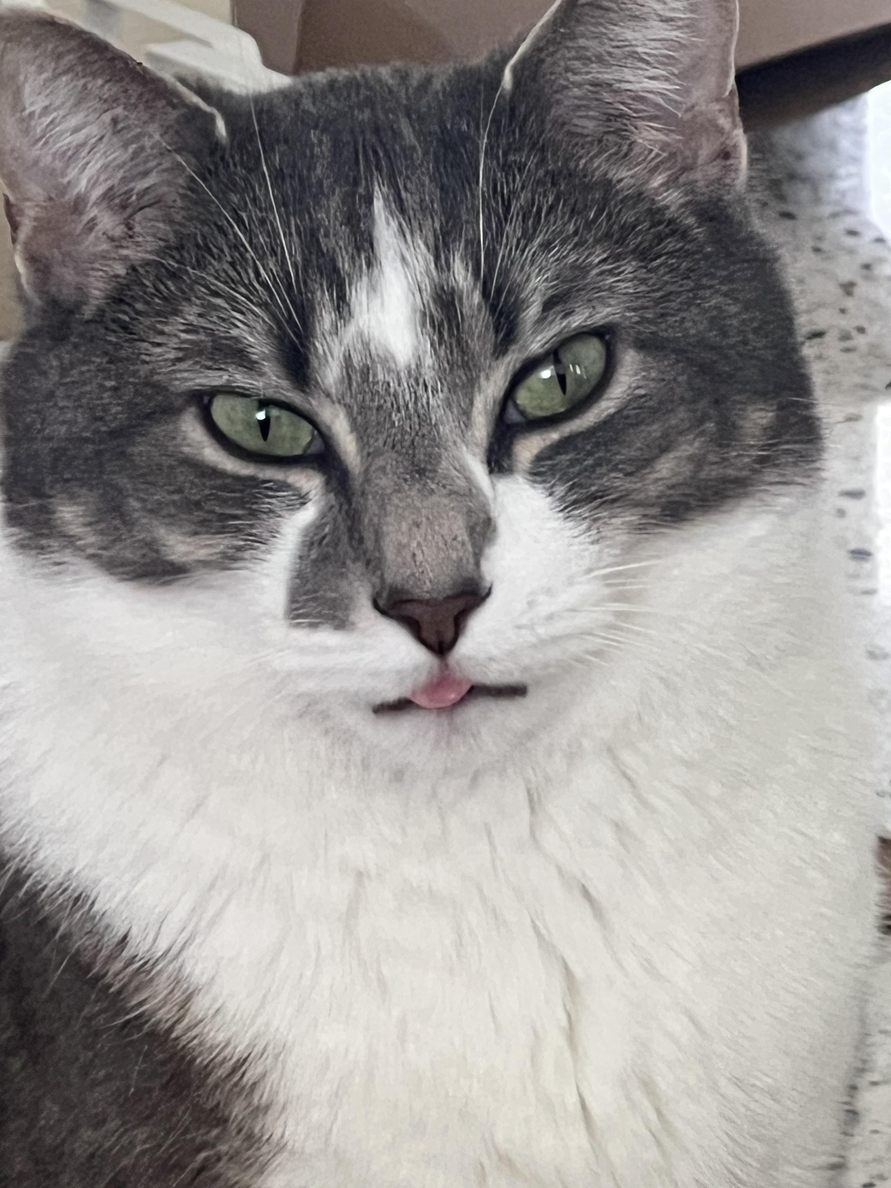Blep | Scrolller