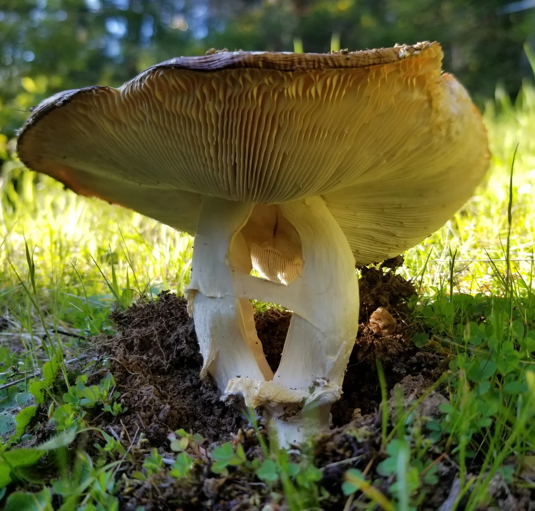 Amanita Pantherina that's not sure how to mushroom | Scrolller