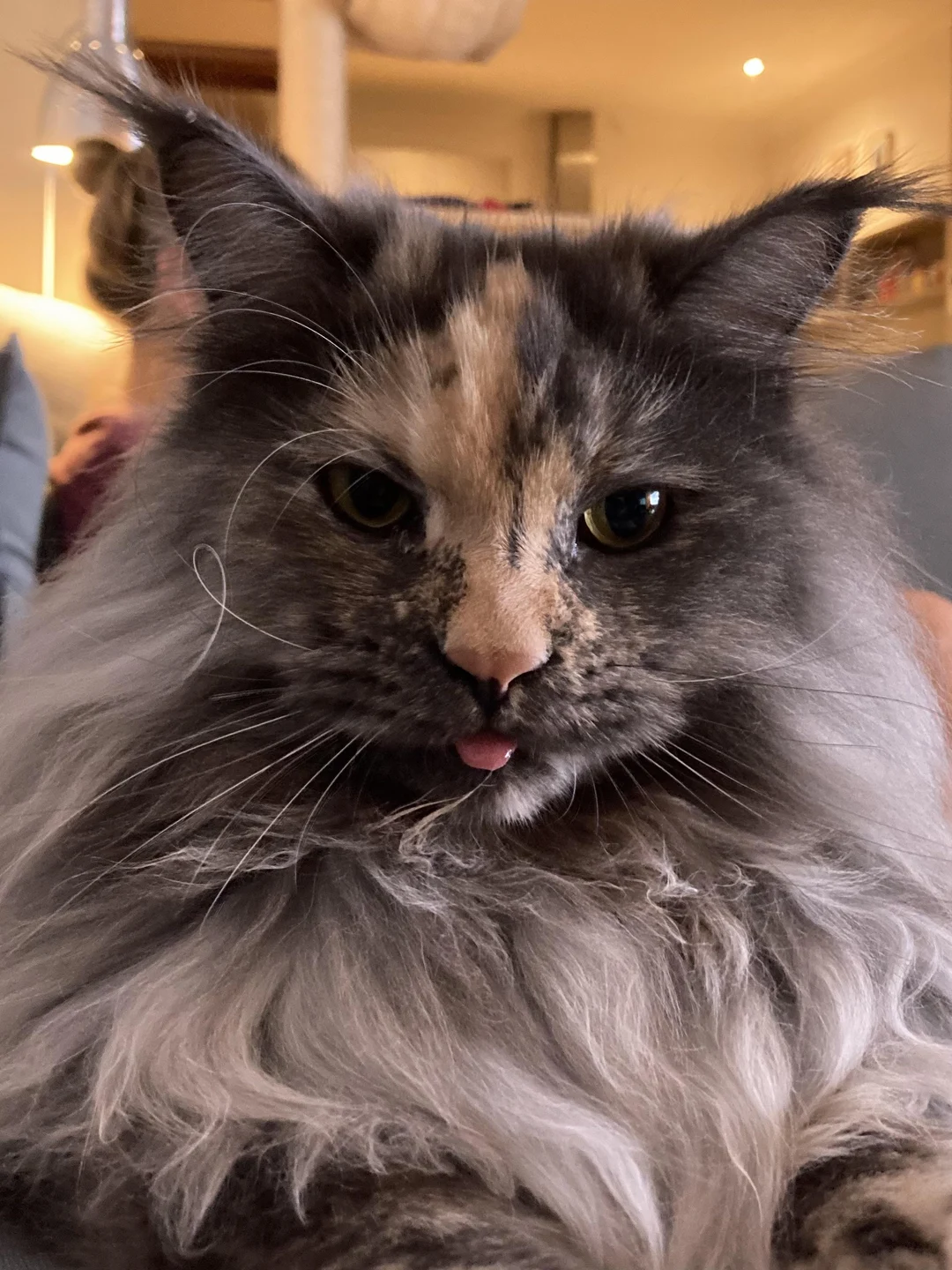 Coon blep captured! 😍 | Scrolller