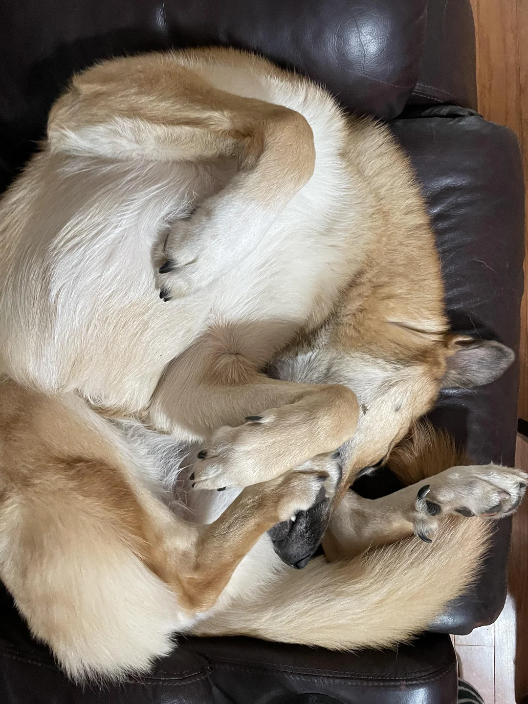 Introducing, Nellie the contortionist | Scrolller