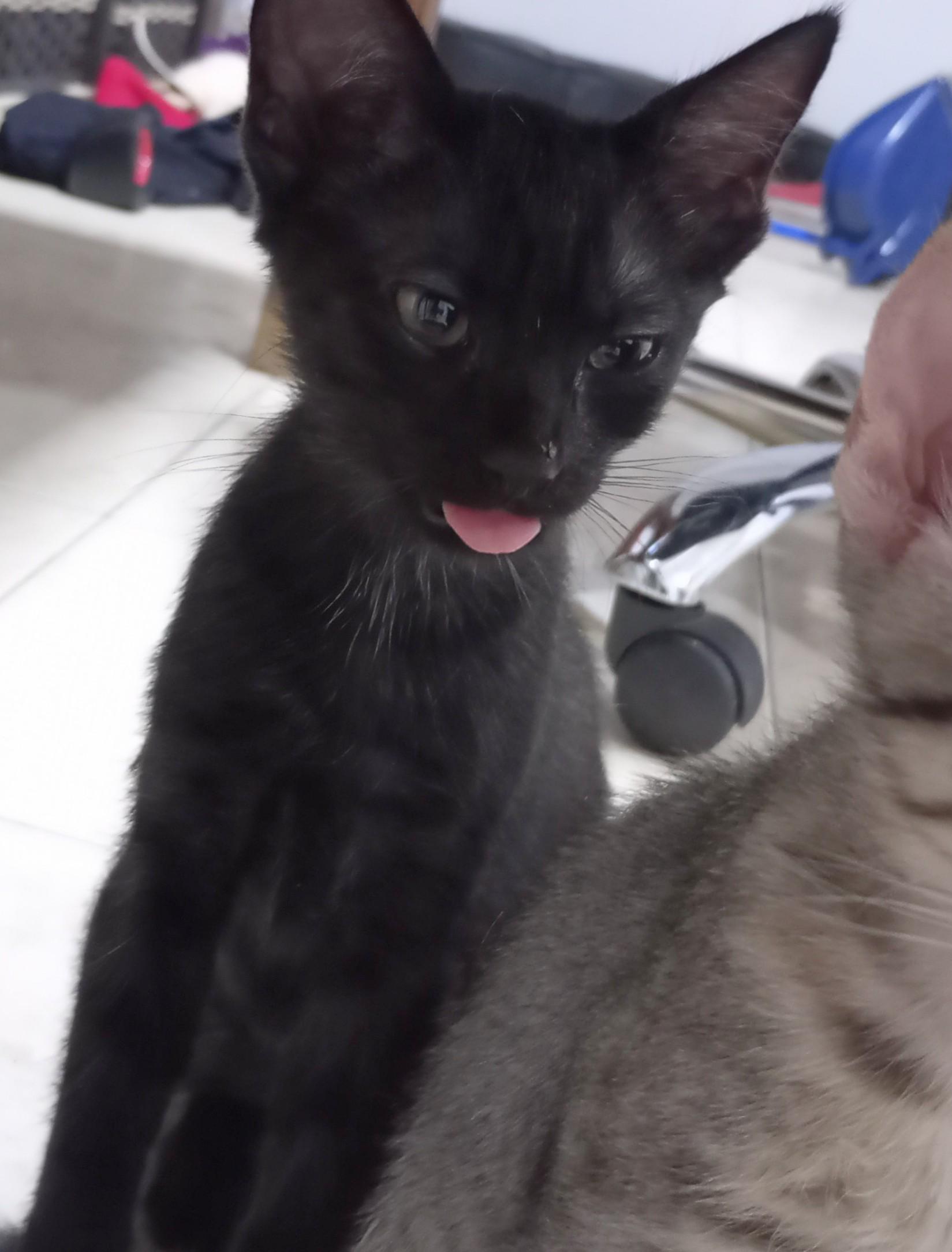 I love Luci's goofy bleps. | Scrolller