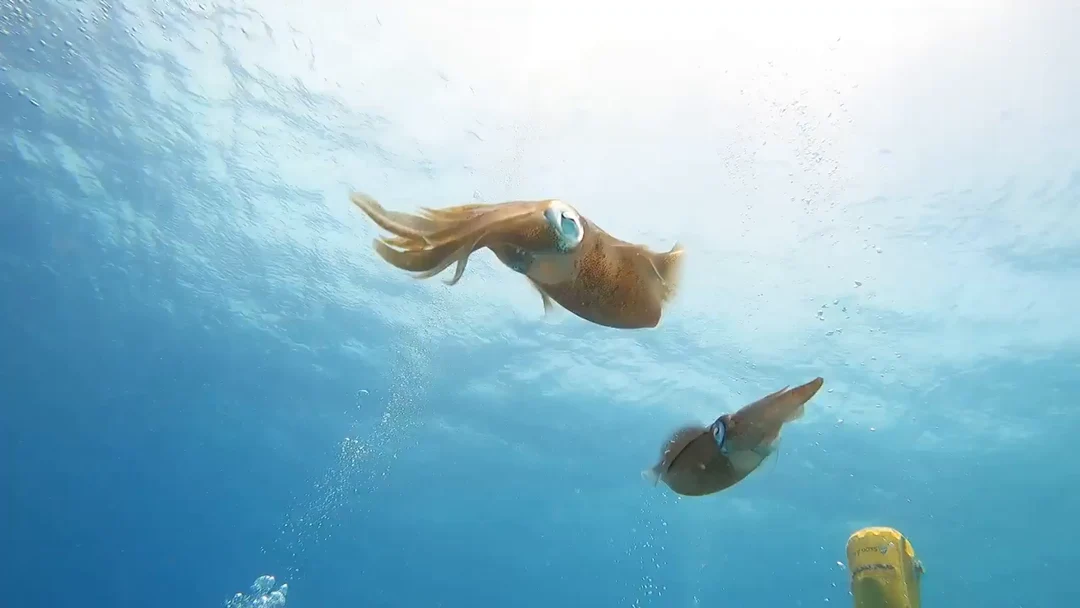 Being checked out by curious reef squid in Utila | Scrolller