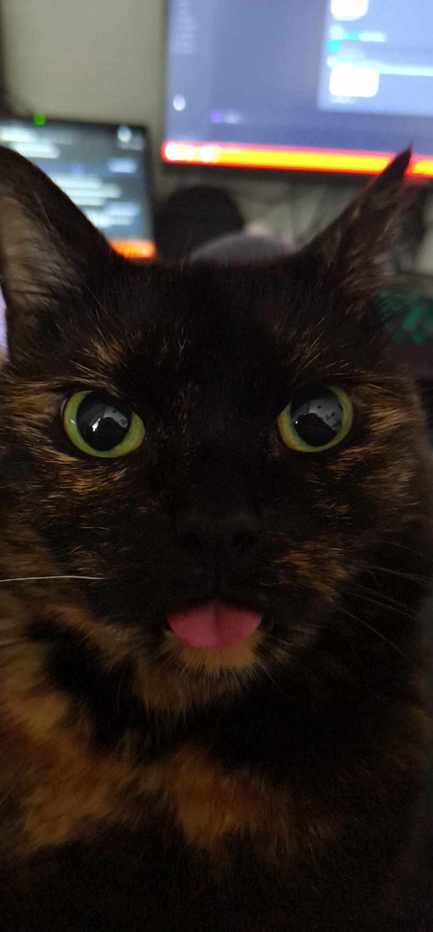 A rare Blep from Nala. | Scrolller