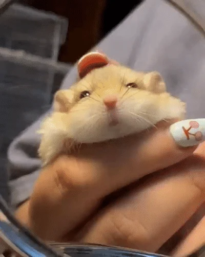 A cute little hamster with a happy face | Scrolller