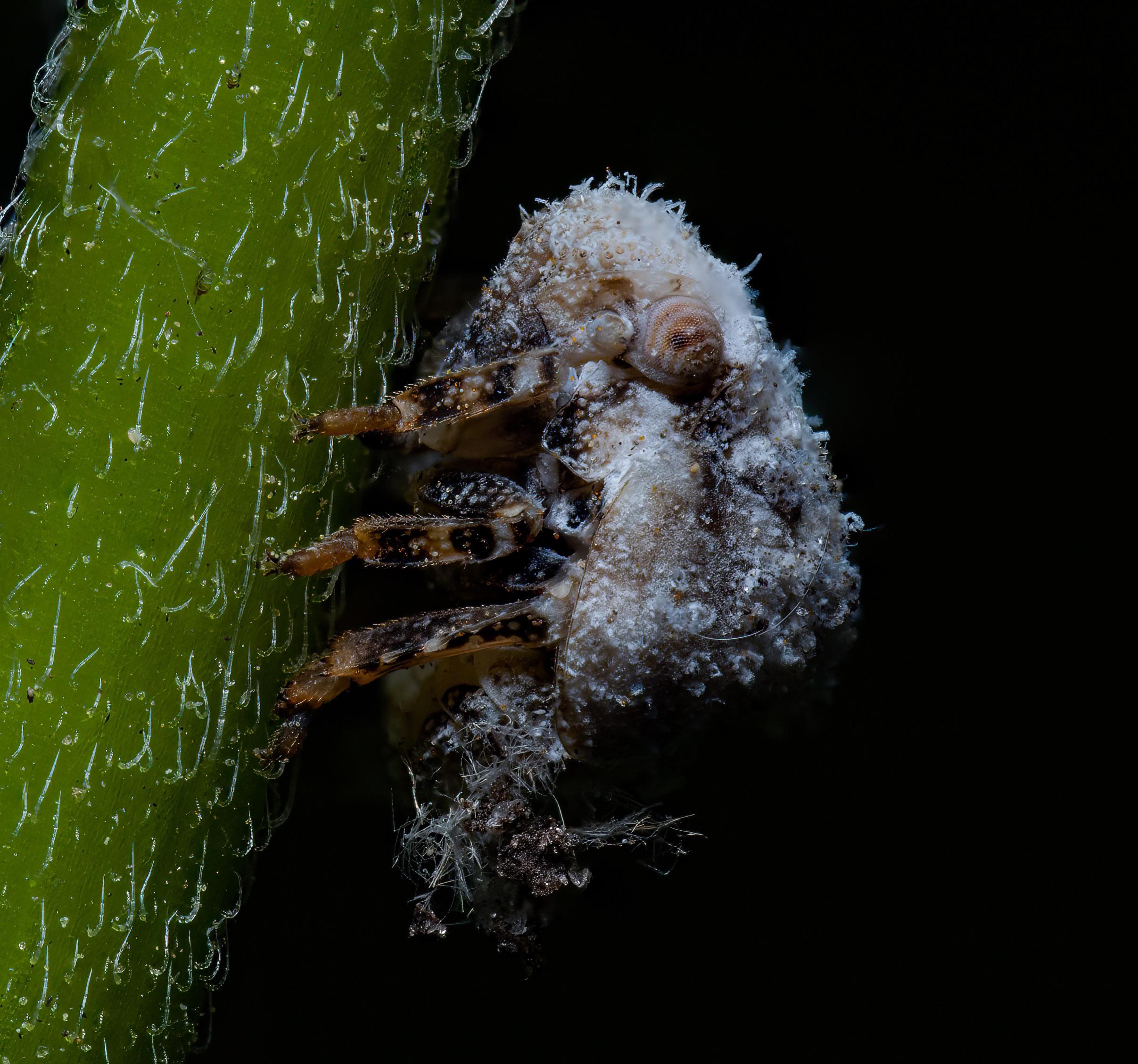 I think this is a Treehopper nymph?? | Scrolller