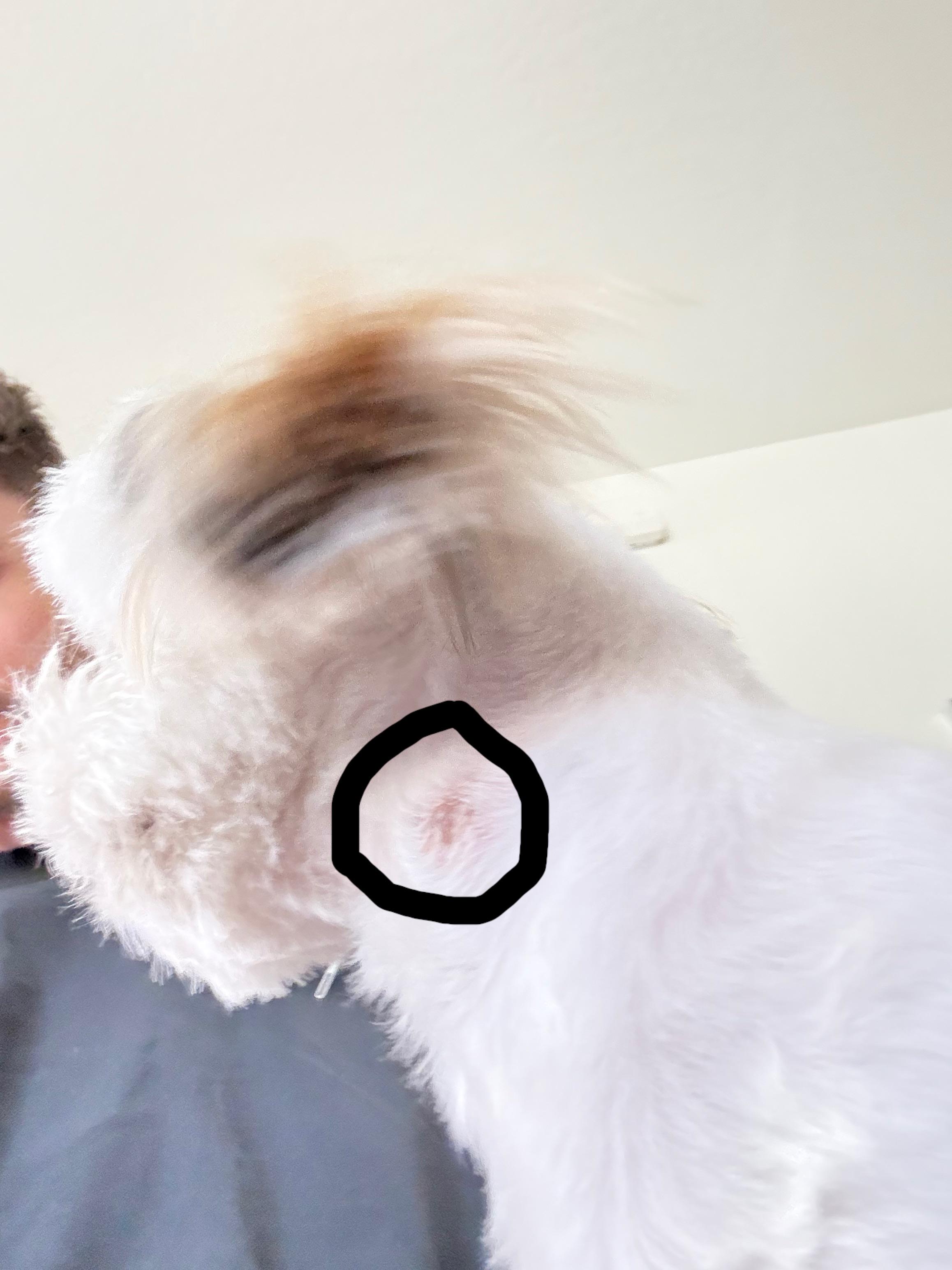 Weird skin rash presumably after grooming? | Scrolller