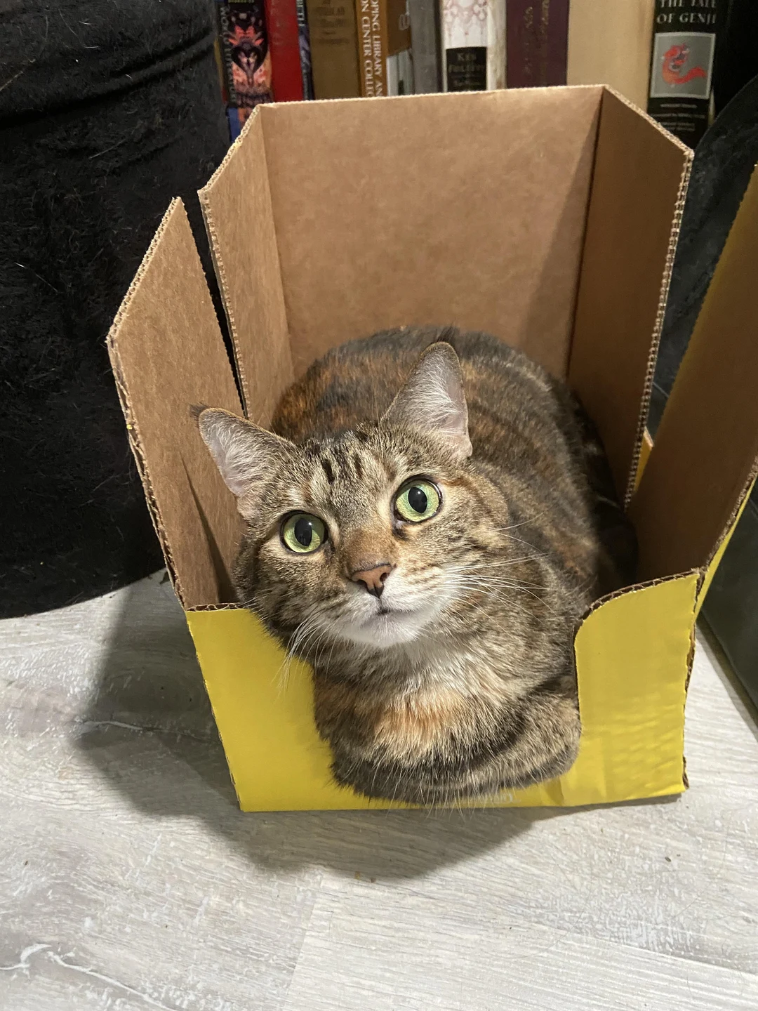 Trapped the cat, missed the braincell | Scrolller