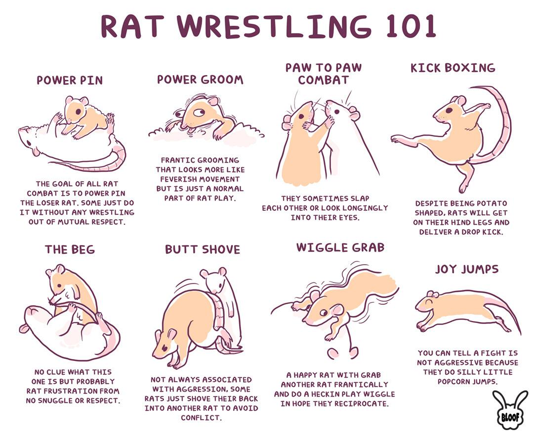 Made a comprehensive rat wrestling chart [oc] | Scrolller