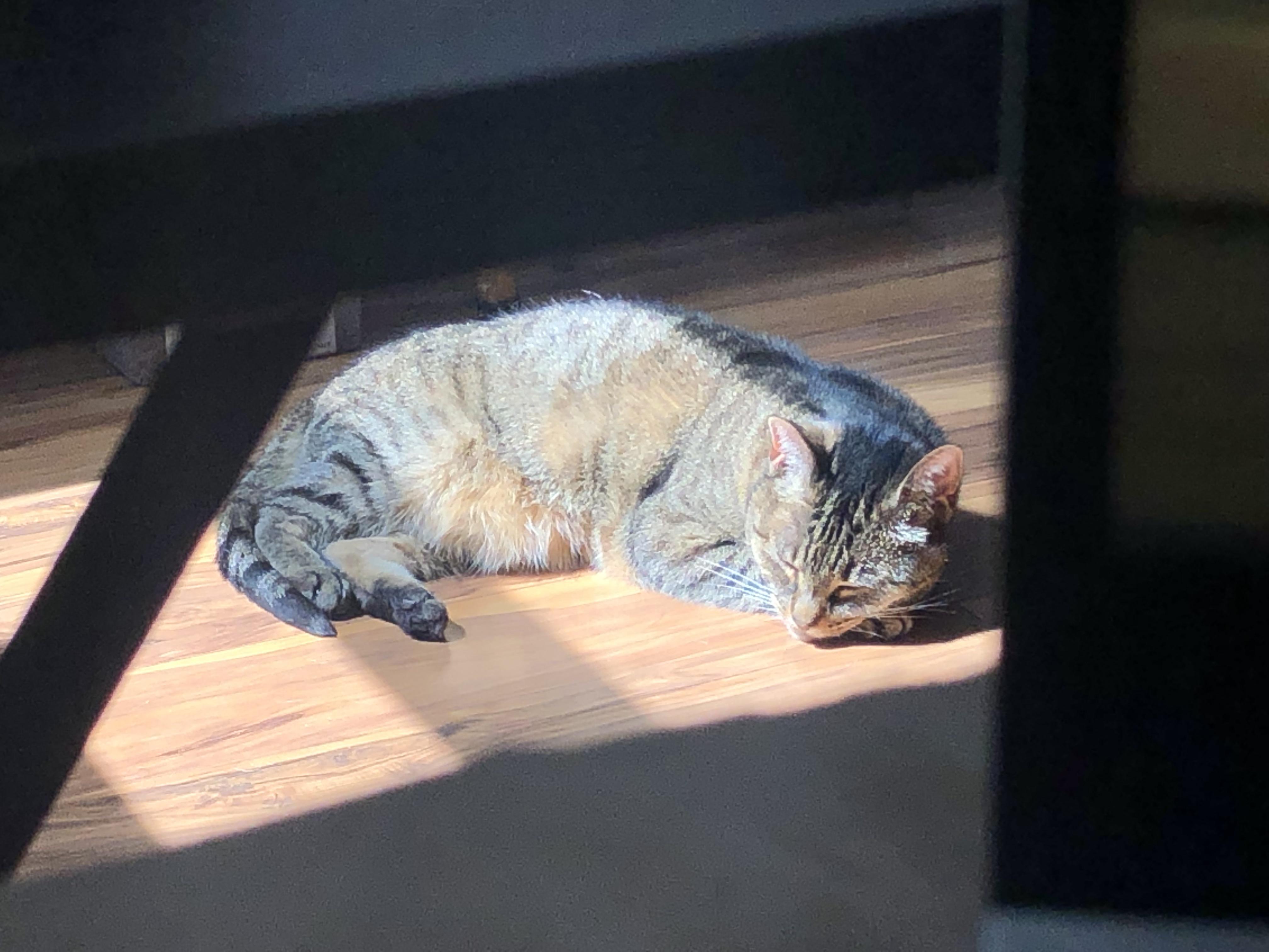 (OC) The sun has chosen, and it is time for the chosen one’s nap | Scrolller