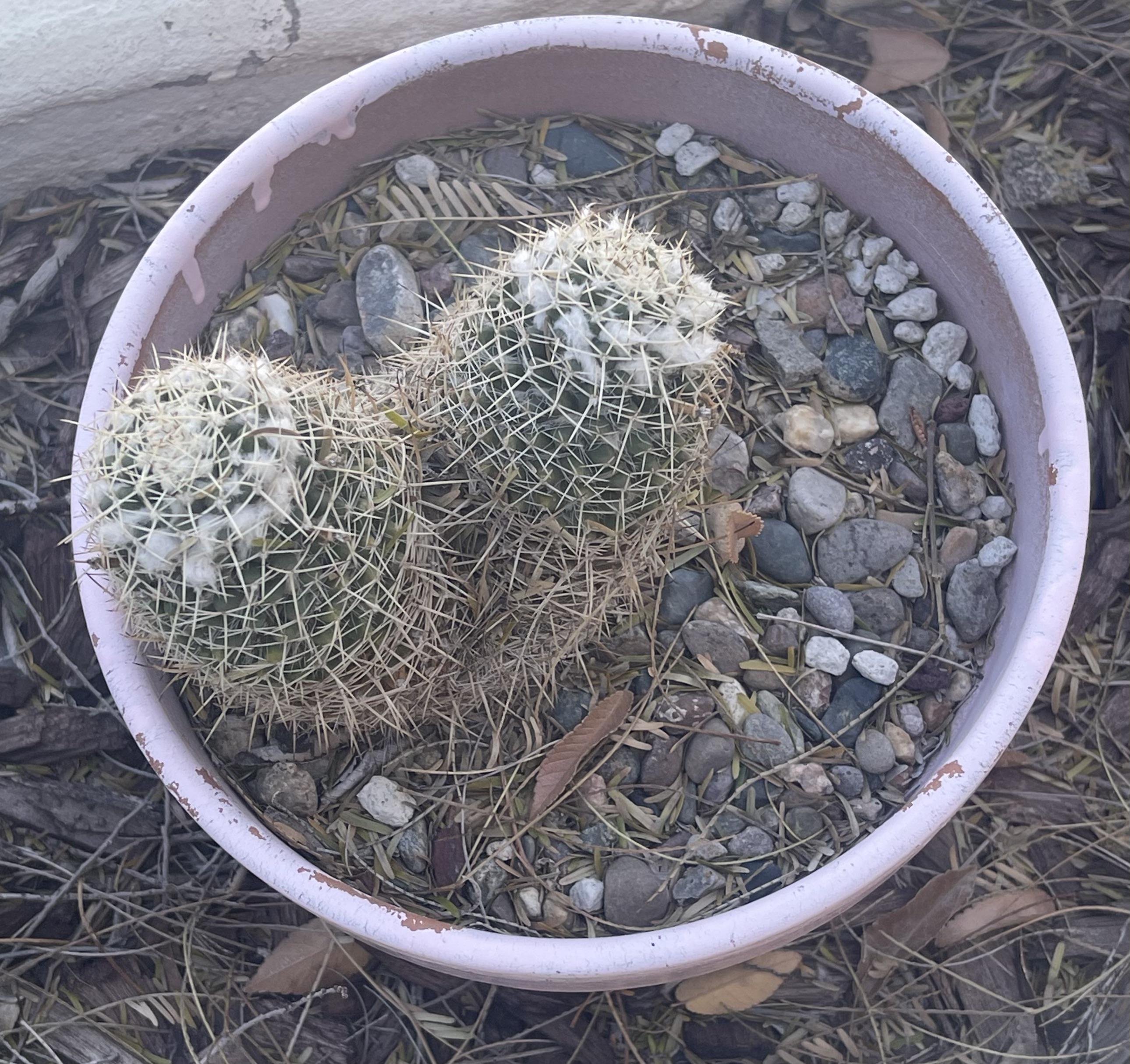 Help! Is this fungus ? | Scrolller