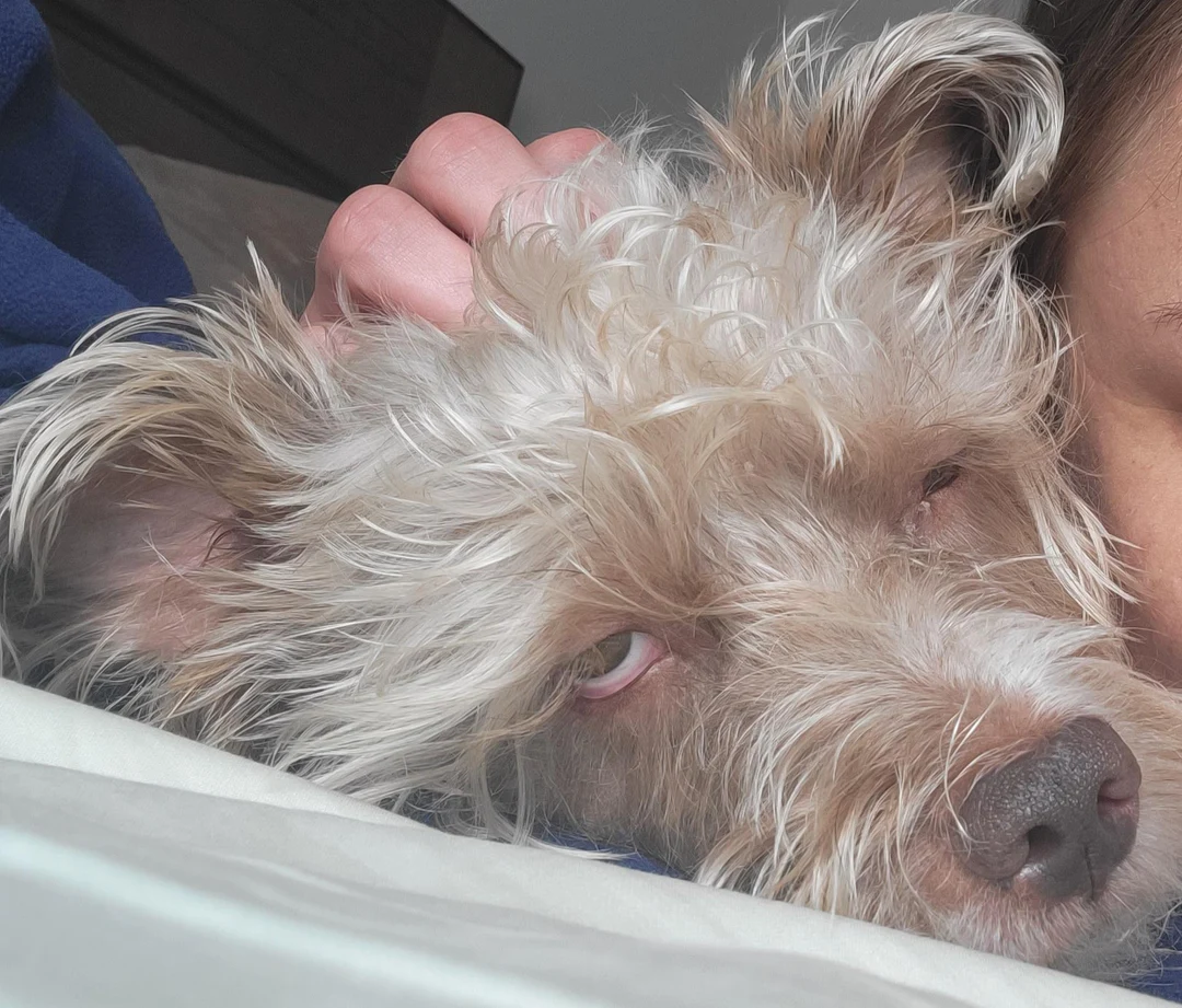 Salsa Looking Like a Gremlin. | Scrolller