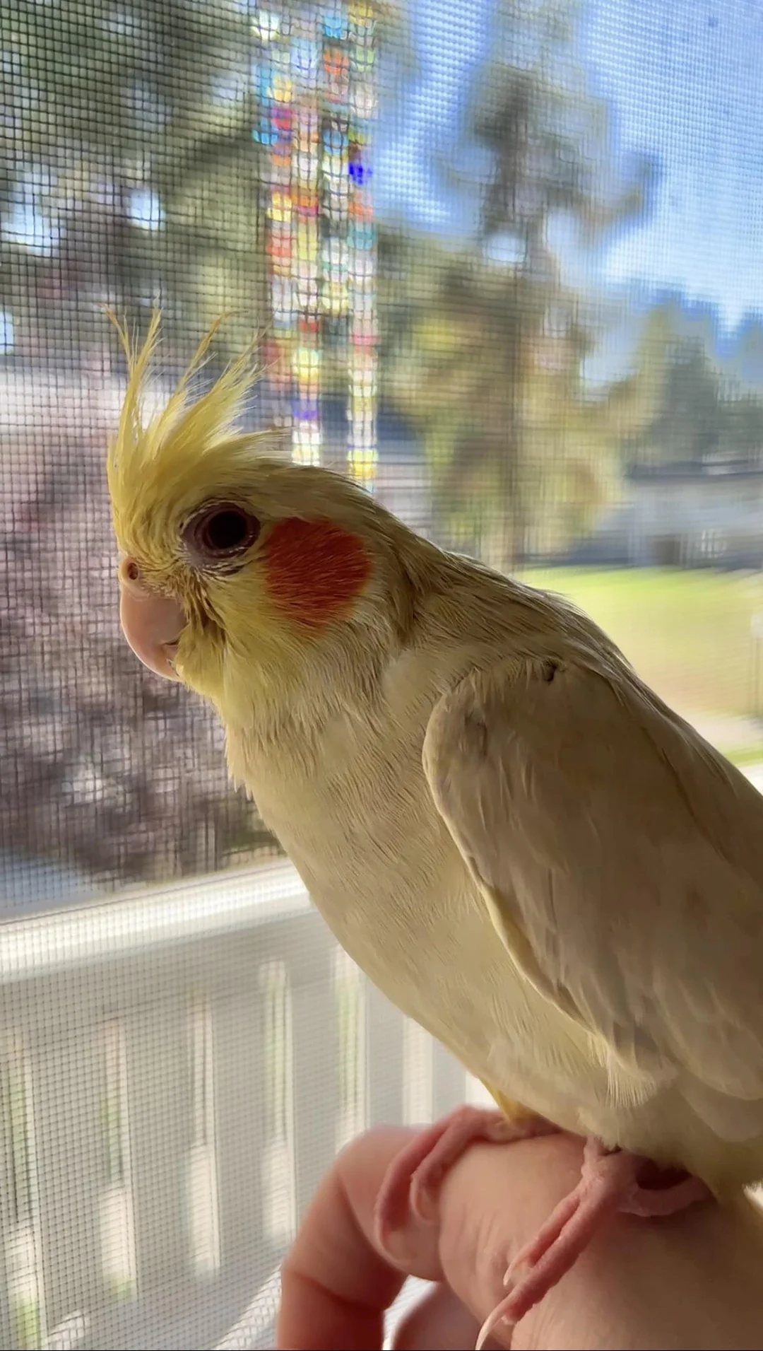 Feather picking | Scrolller