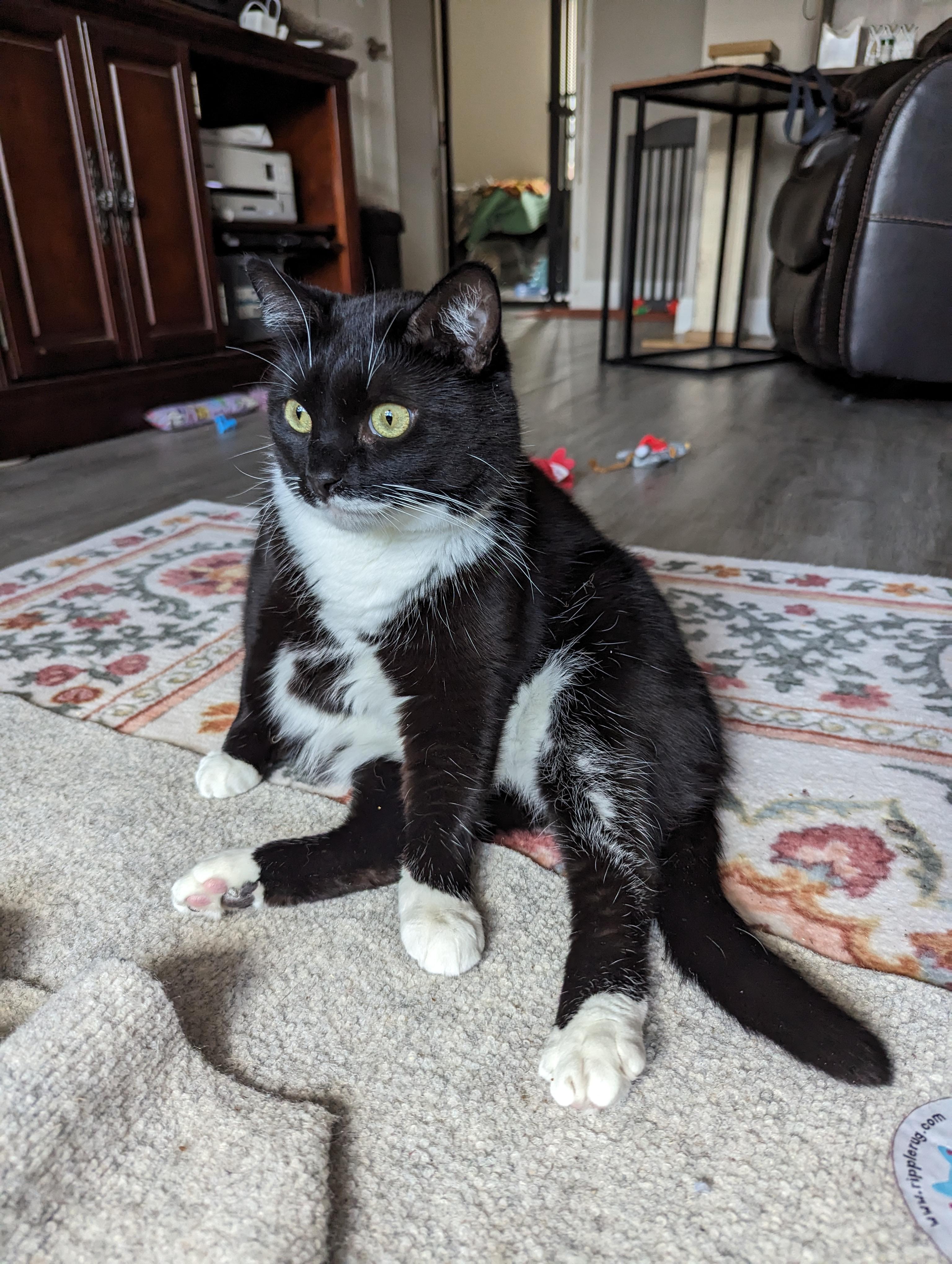 Rory enraptured by cat TV. | Scrolller