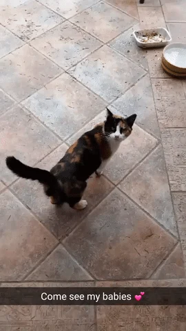 Come see my babies :") | Scrolller