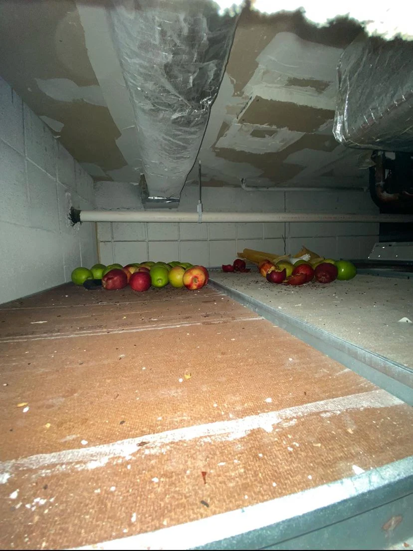 Bunch of kids put around 80 apples in the ceiling | Scrolller