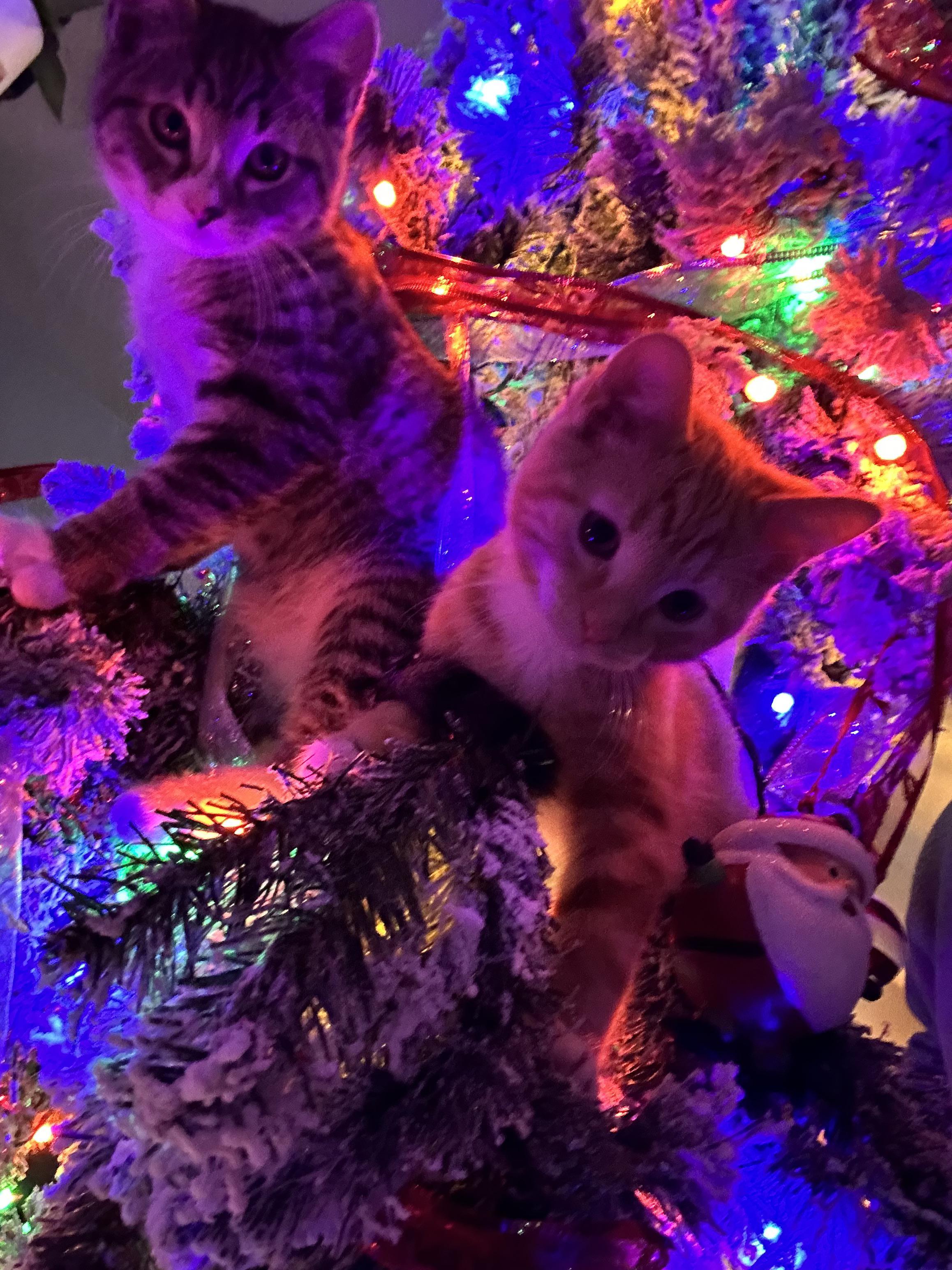 Tis the season! | Scrolller